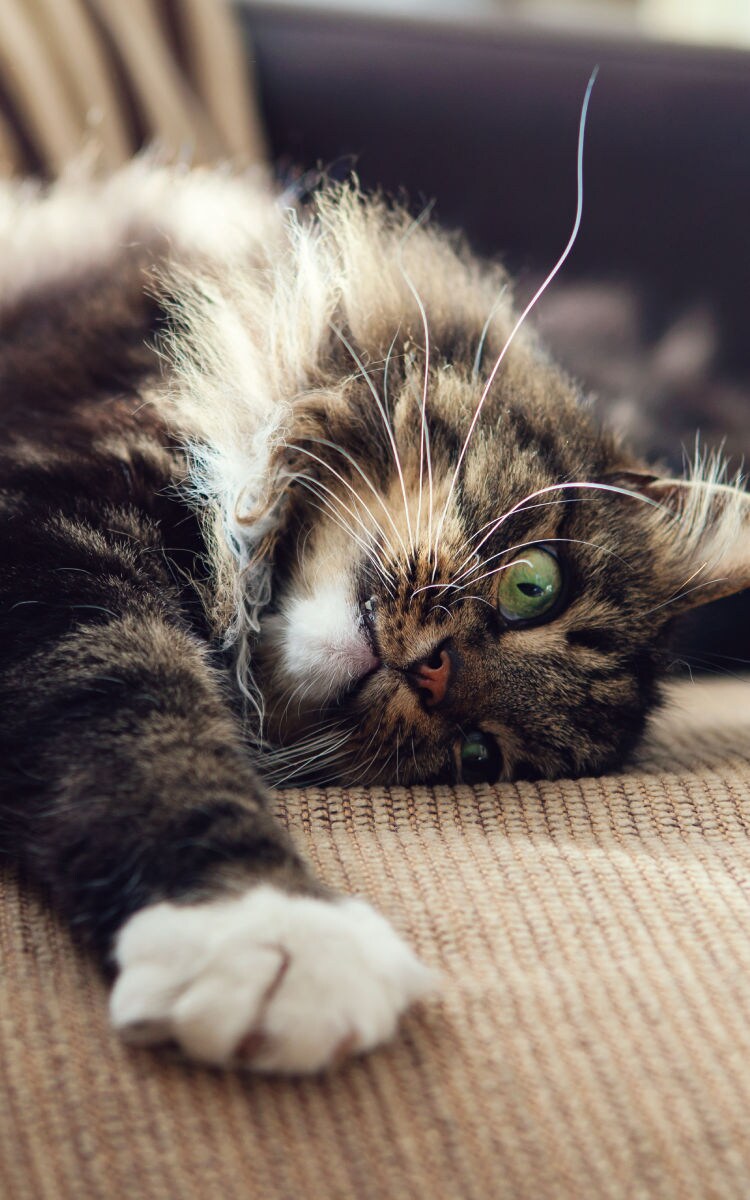 Cum scapi de parul de animale din casa – sfaturi utile